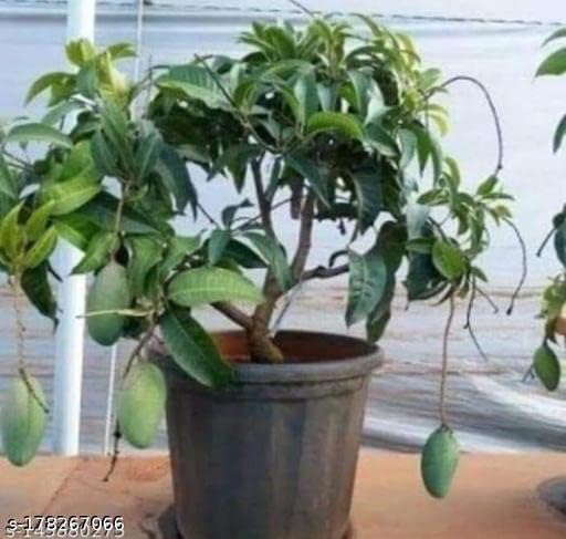 Sambriddhi Nursery All Time Mango Plant Thailand Alltime Baramasi Mango ...