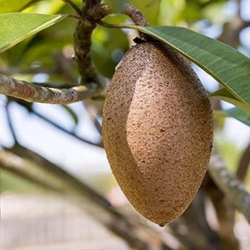 Original Long/Banana Thai Varity Chiku Live Plant| Sweet Sobeda/Chiku ...