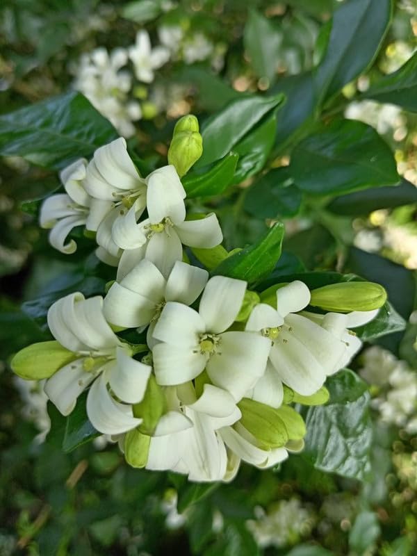 Madhu Kamini Thai hybrid dwarf maraiya evergreen plant live with white ...