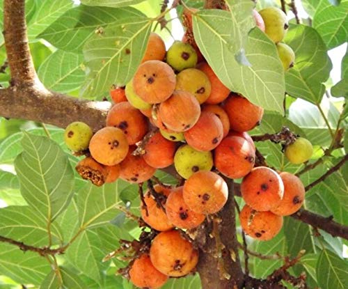 Southside Naturals 200 Gular Fig Seeds | Fast Growing Ficus Racemosa ...