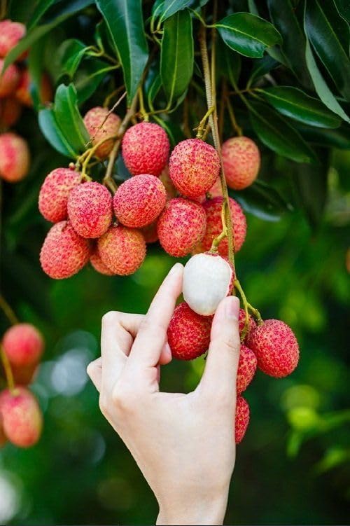 BeGrin Seedless Bombay Litchi Lychee Live Plant Air Layering Seedless ...