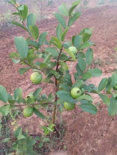 Oxygreenplant Allahabad Safeda Varieties Guava,Amrud,Apple Guava ...