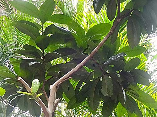 Creative Farmer Aromatic Live Plant Sarva Sughandhi Allspice Plant ...