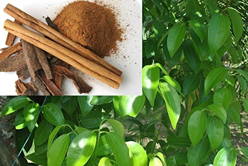 Shukla Business group Cinnamon live plant Daal Chini ka podha with Free ...