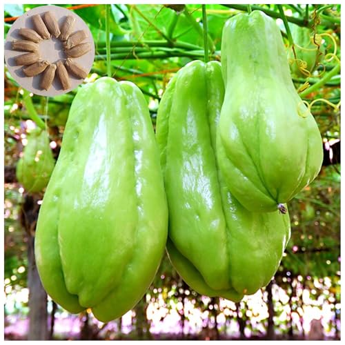 Chayote Lidl ️ 2025
