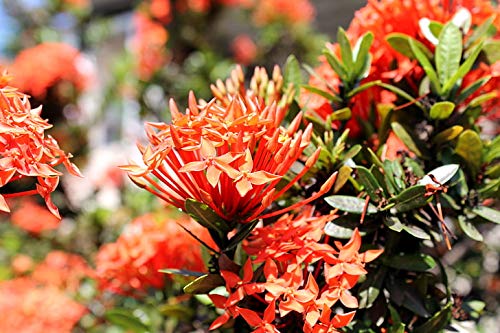 Creative Farmer Live Plant for Pot Ixora Red 'Thechi' Or 'Chethi' Hedge ...
