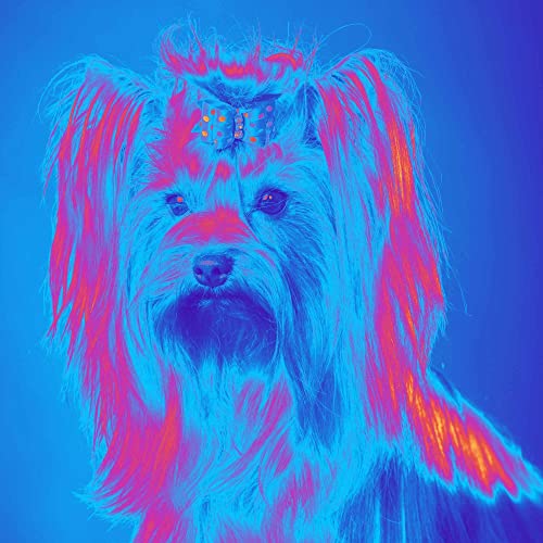 Play Music for Smart Pups (Acoustic and Electric Piano Duo) by Relaxing ...