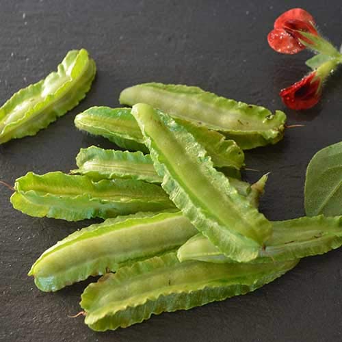 Creative Farmer Vegetable Seeds Goa Beans Seeds - Winged Beans Seeds ...