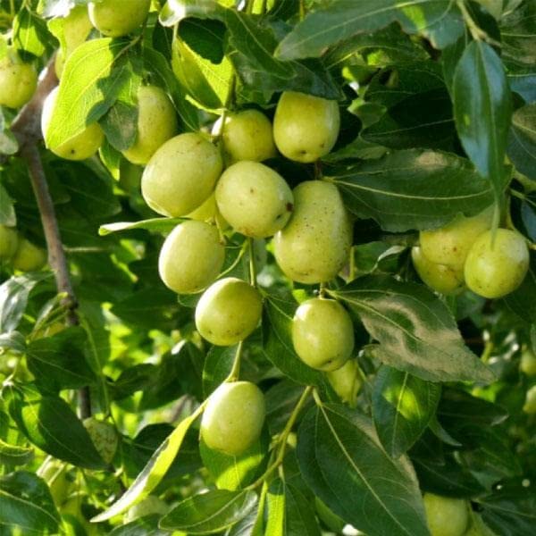 Mphmi Live Plant Nursery NCR Plant Ber Fruit, Ziziphus mauritiana ...