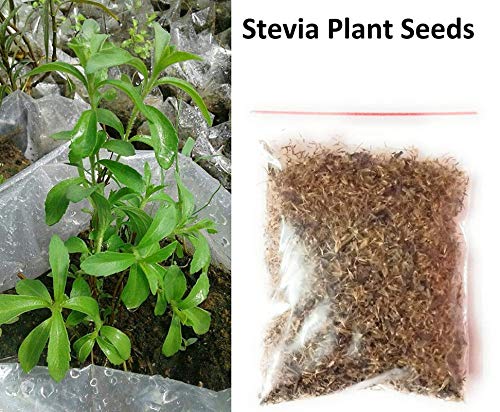 Stevia Plant Seeds
