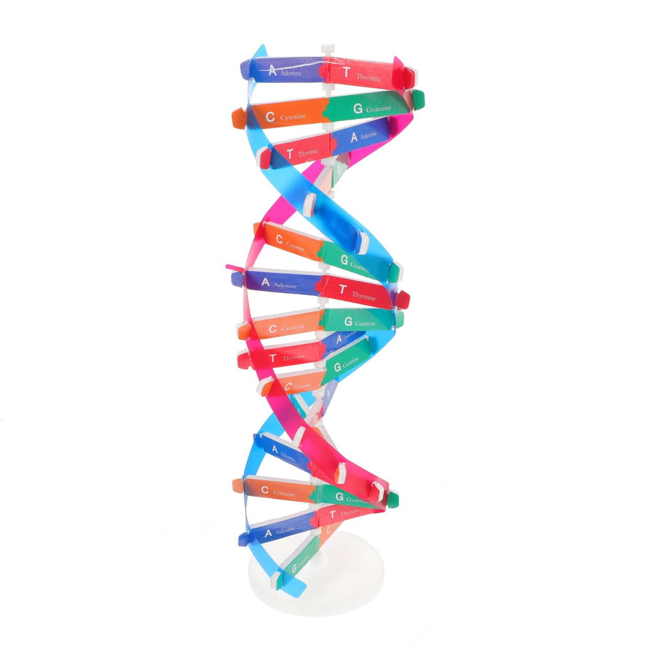 Snapklik.com : Double Helix DNA Model Assembly Kit Interactive Science ...