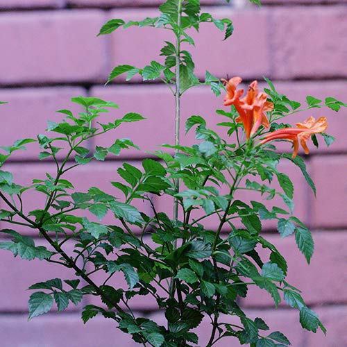 Buy Trothic Gardens Campsis Grandiflora 'Morning Calm' Chinese Trumpet ...