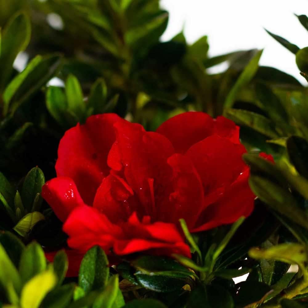 Amazon.com : Encore Azalea Embers Azalea, 2 Gal, Red : Patio, Lawn & Garden