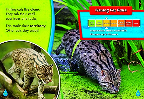 Fishing Cats (Animals Of The Wetlands: Blastoff! Readers, Level 2)