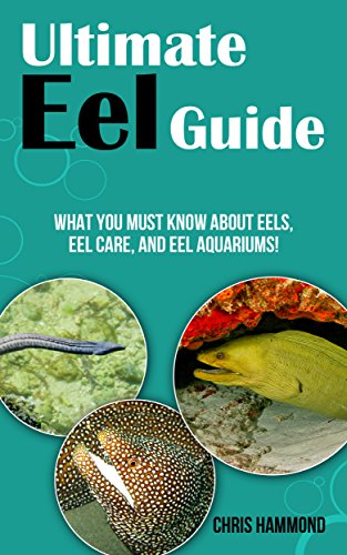 Ultimate Guide to Eels: What you must know about eels, eel care, and ...