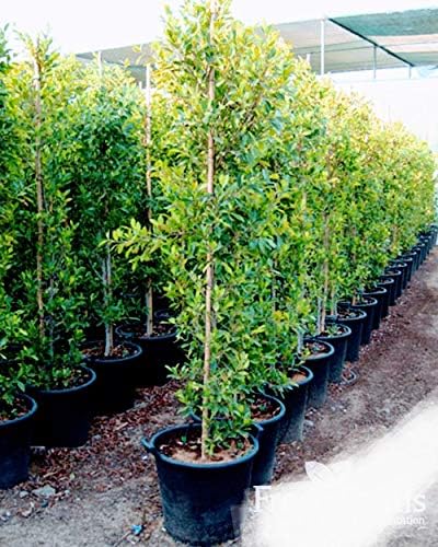 Greenursery Mehandi Live Plant. Garden Healthy Lawsonia Inermis Plants ...