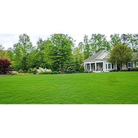 Peak Traders (Leading Grass Seeds Supplier): Selection 1 Doob Grass ...