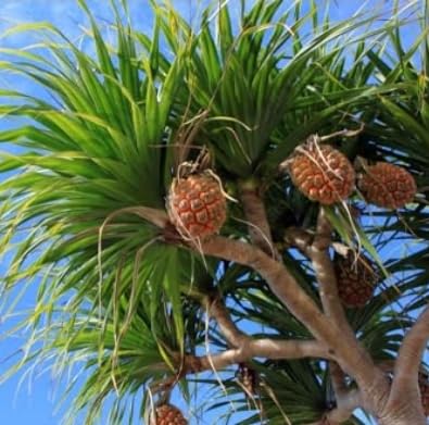 MVKR Live Kewda Plant | Anti Cancer Kevda Medicinel Plant I With ...