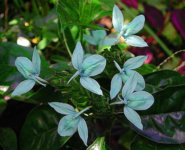 Green Crossandra infundibuliformis/fire cracker/Green kanagambaram live ...