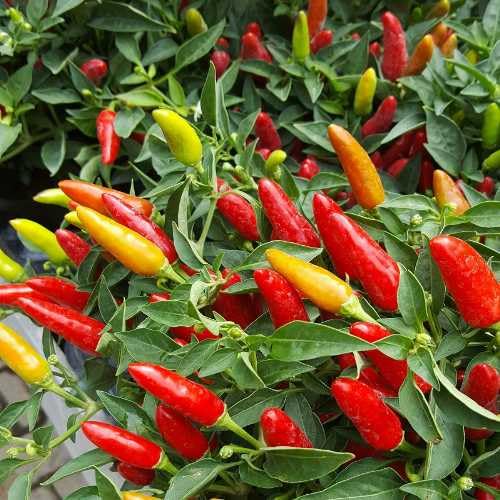 f1 chilli seeds For Home Planting,f1 chilli seeds For Home Planting ...