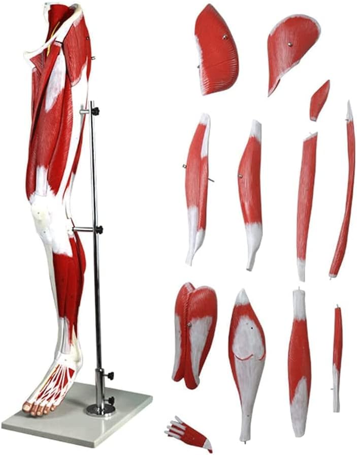 Amazon.com: Human Organ Model Human Leg Muscle Anatomy Model Lower Limb ...