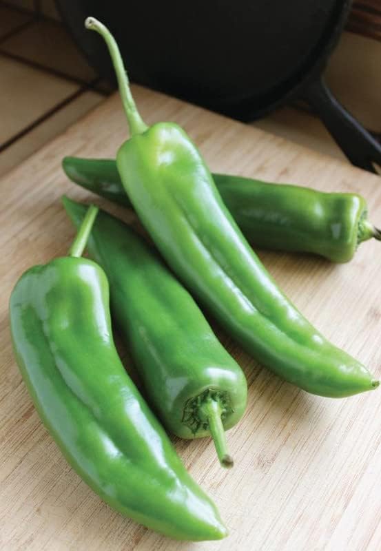 TRICONE Hybrid Moti Mirch Chilli Achari 50 Seeds Organic Gardening ...