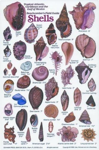 Amazon.com : fishcardscom Submersible Shell ID Card for Scuba Divers ...