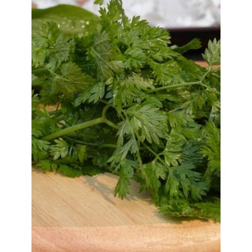 Amazon.com: Micro Greens - Chervil - 4 x 3 oz : Patio, Lawn & Garden