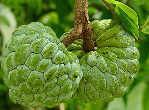 Creative Farmer Live Plant Sweet Custard Apple Annona Reticulata Fruit ...