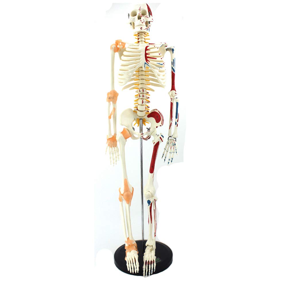 Buy Human Skeleton Model for Anatomy Mini Human Skeleton Model with ...