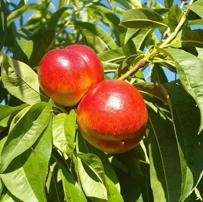 Amazon.com : Red Gold Nectarine Tree - Self Pollinating - Live Fruit ...