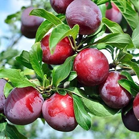 Opleaves - Plum Plant Live Aloo Bukhara/Alpakoda Pazham Fruit Garden ...