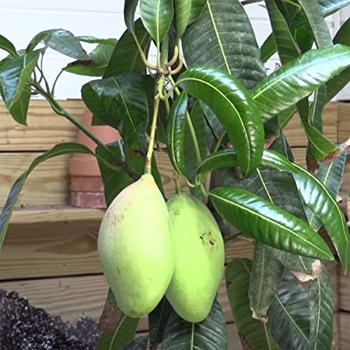 Creative Farmer Live Plant Sweet Rare Grafted ' Moovandan Mango Fruit 2 ...