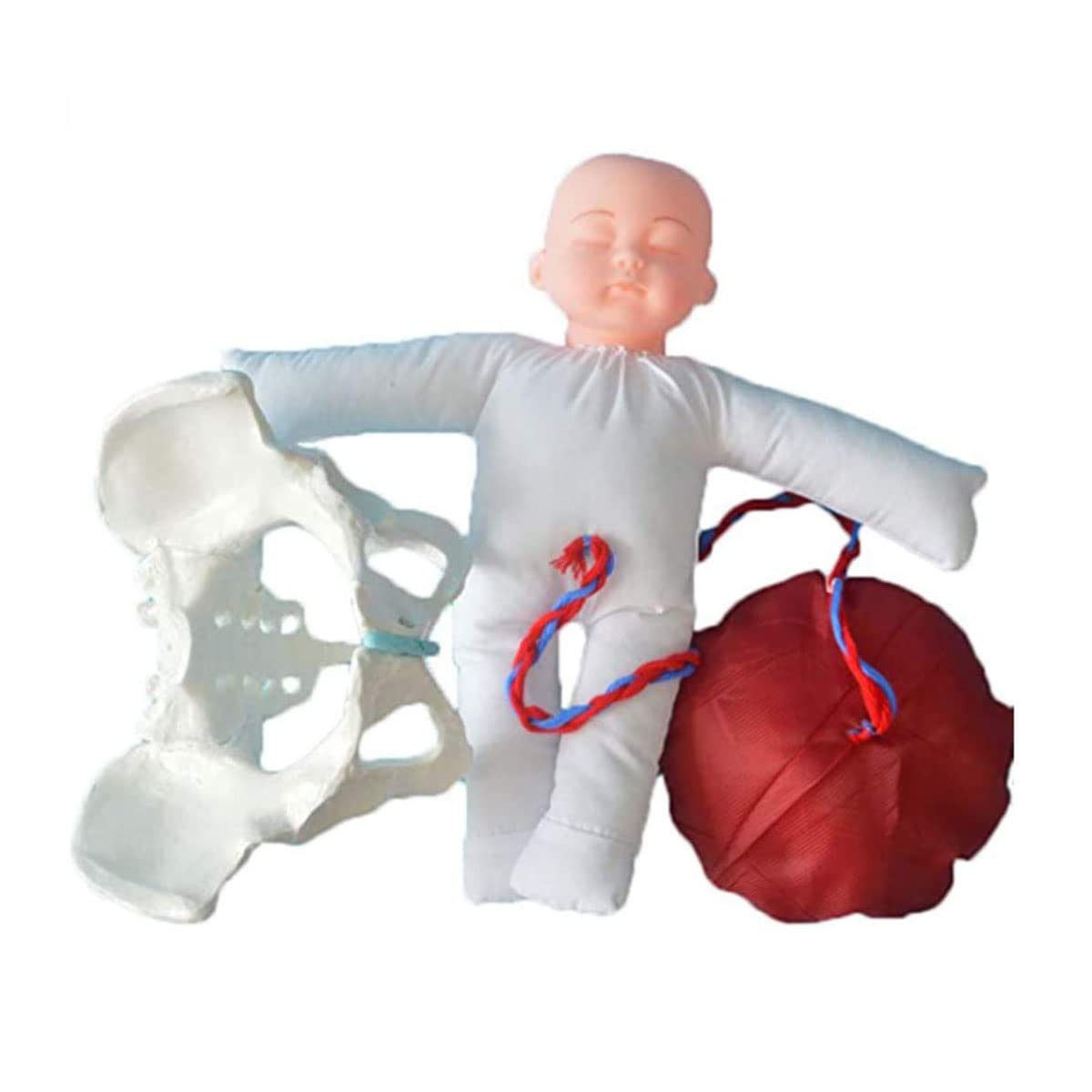 Buy HLGQ Female Pelvic Delivery Model, Fetus Umbilical Cord Placenta ...