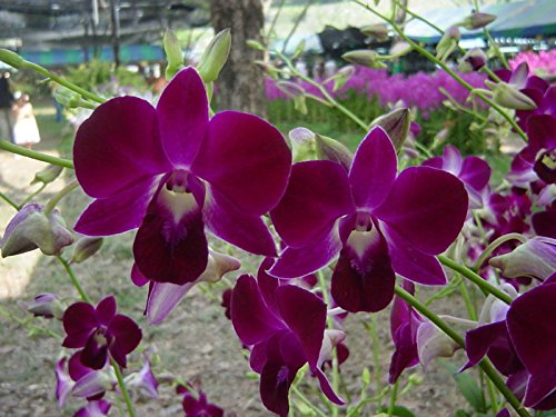 M-Tech Gardens Rare Dendrobium Orchid Red Bull 1 Small Healthy Live ...