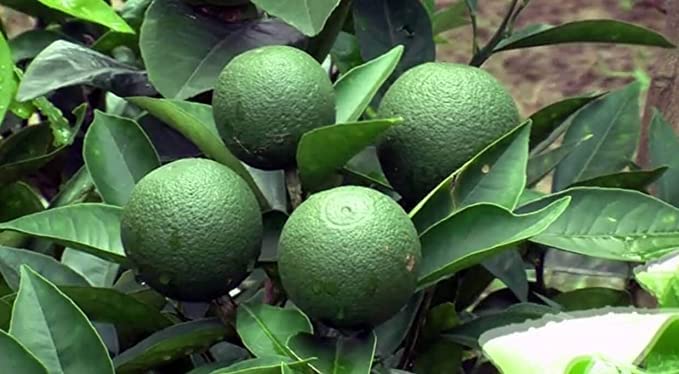 KRISHI BHARATI Grafted sweet lime malta/mosambi/mausami grafted fruit ...