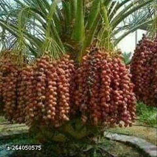 Sarika Nursery Dates plant/khejur tree : Amazon.in: Garden & Outdoors