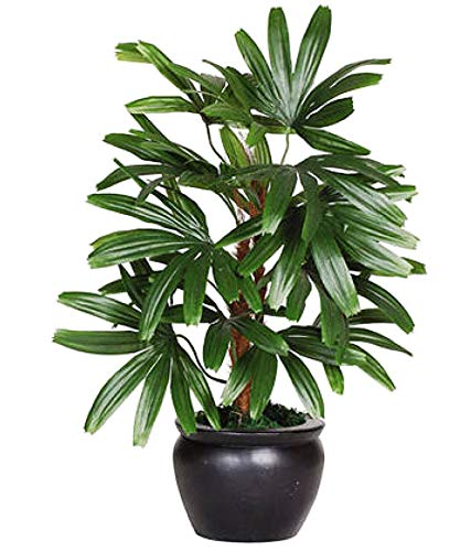 Shukla Business group rabish palm live Plant rabish palm ka podha with ...