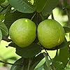Amazon.com : Guava Tree, White Guava Tree Live Plant, 4"-8" in Tall ...
