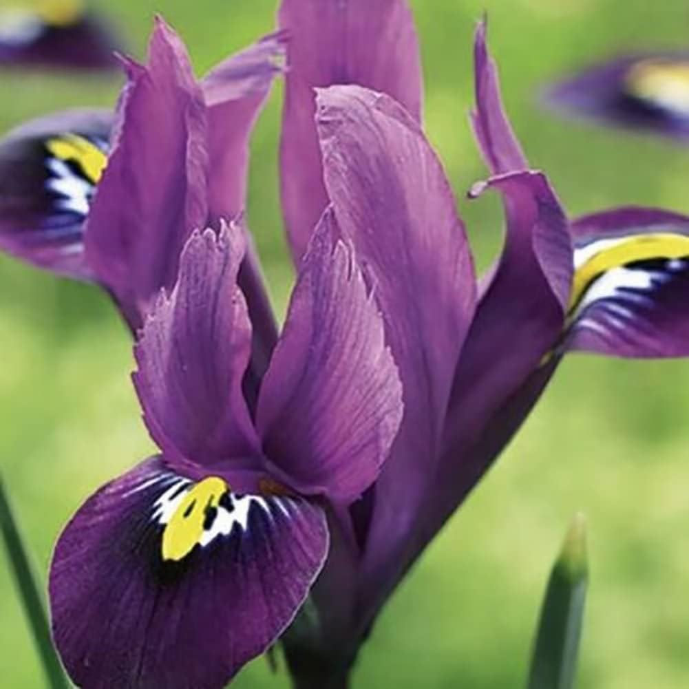 Amazon.com : Dwarf Iris Bulbs Purple Reticulata Spring Flowering Garden ...