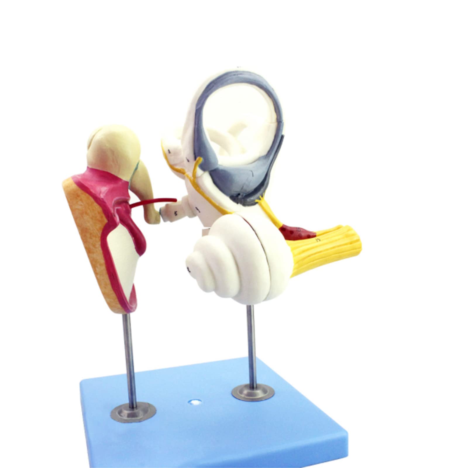 Buy Human Ear Model Anatomy Human Organ Anatomical Model Cochlear Model ...