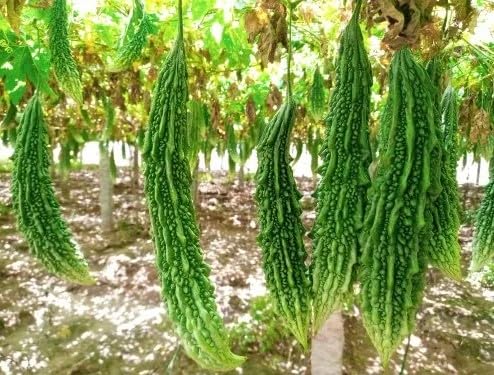 Bitter gourd/Uchchhe seeds (72 per packet) : Amazon.in: Garden & Outdoors