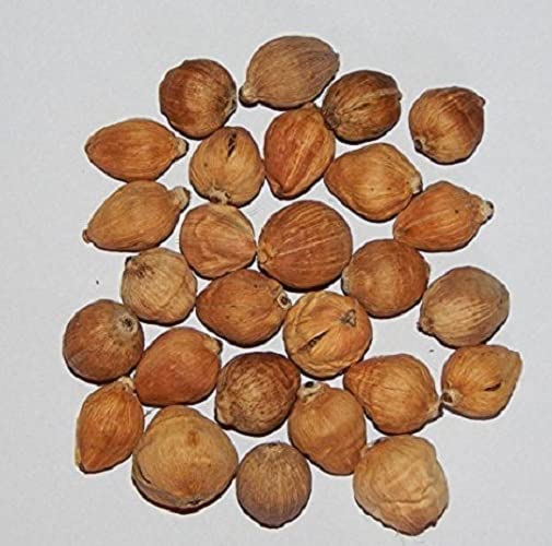 Buy Vinarghya Laghu Shreefal Mahalakshmi small Coconut Jangali Laghu ...