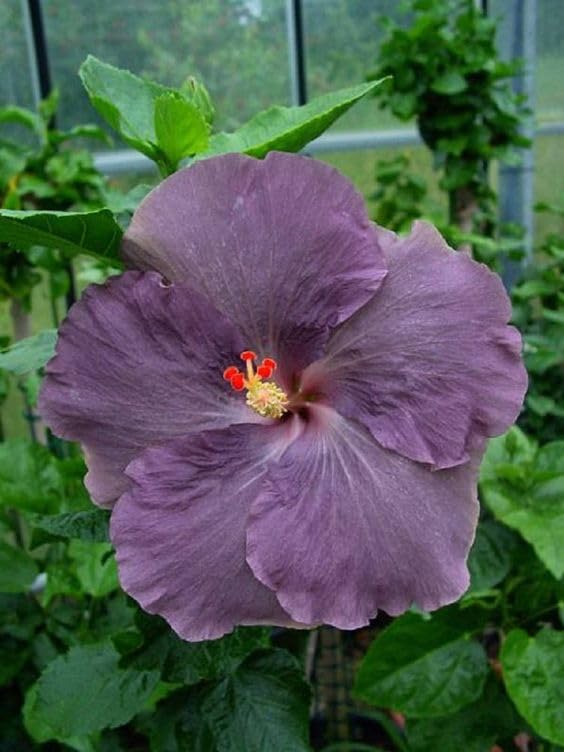 Florona Rare Chemparathi Plant Exotic Hibiscus ' Purple ' 1 Healthy ...
