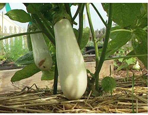 Shri Maya Enterprises Vegetable WHITE BRINJAL Pack of 10 WHITE BRINJAL ...