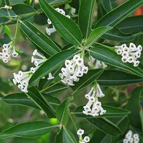 Modern Plants Live Din Ka Raja/Day Blooming Jasmine/Cestrum diurnum ...