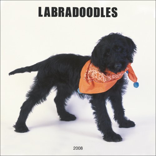 Amazon.com: Labradoodles 2008 Square Wall Calendar (German, French ...