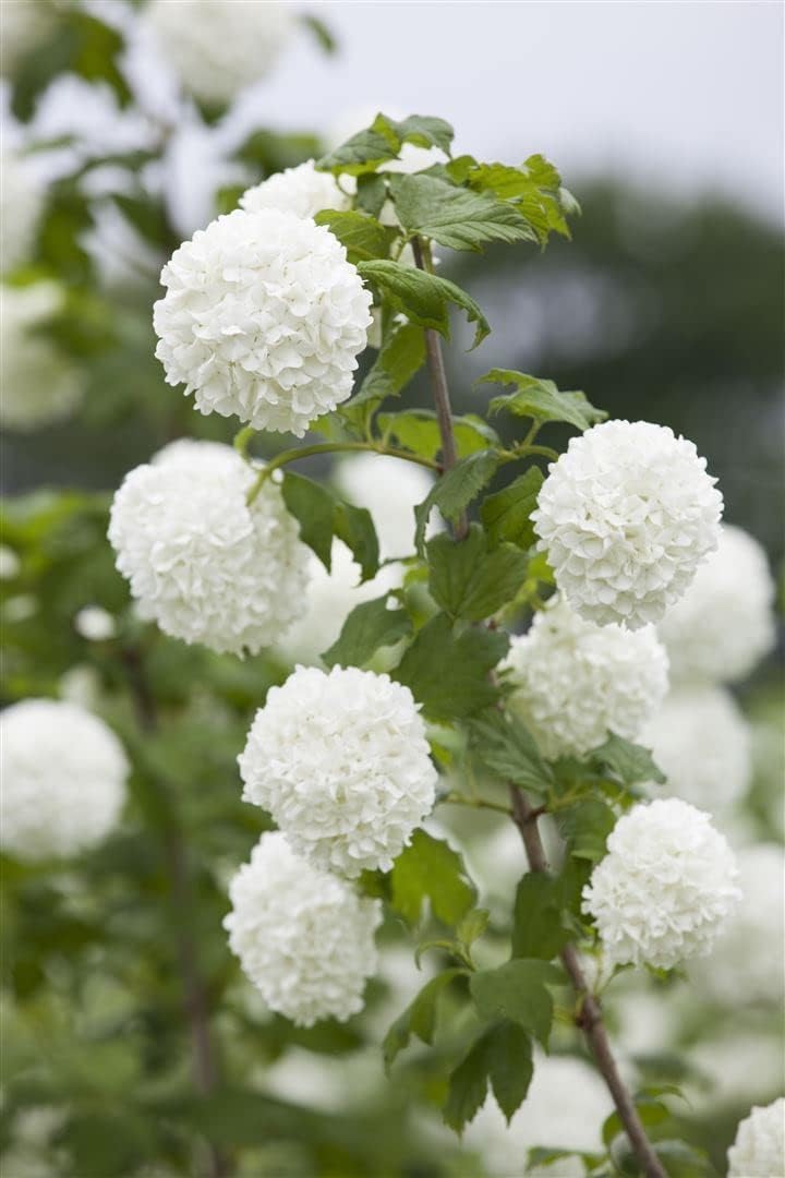 Duft Schneeball Dawn