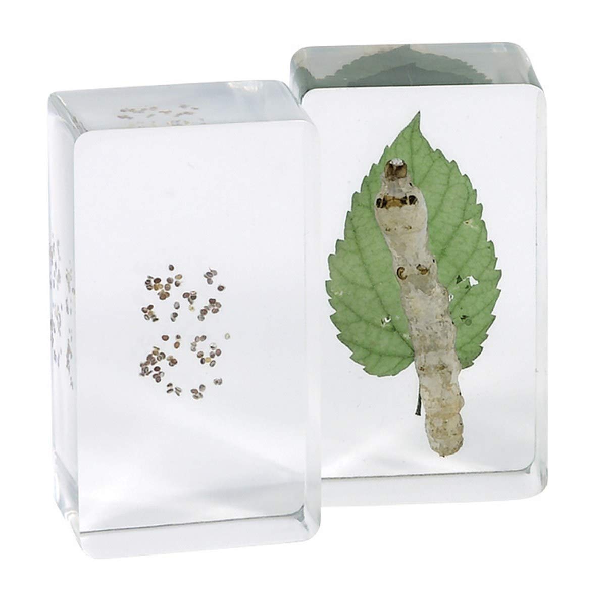 Silkworm Life Cycle For Kids