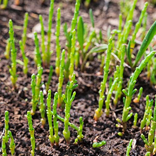 Scopri la Salicornia: Cucina e Conservazione | IdeeRicette